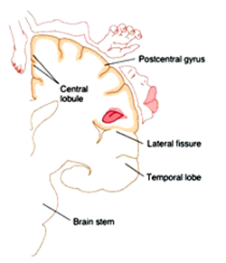 The structure and functional localization of the cerebral cortex II - RME